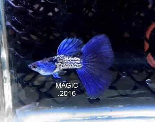 Blue Guppy Fish