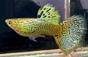 Cobra Guppy - Exotic Fish Hub