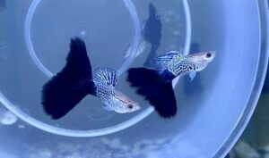 Cobra Guppy - Exotic Fish Hub