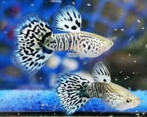 Cobra Guppy - Exotic Fish Hub